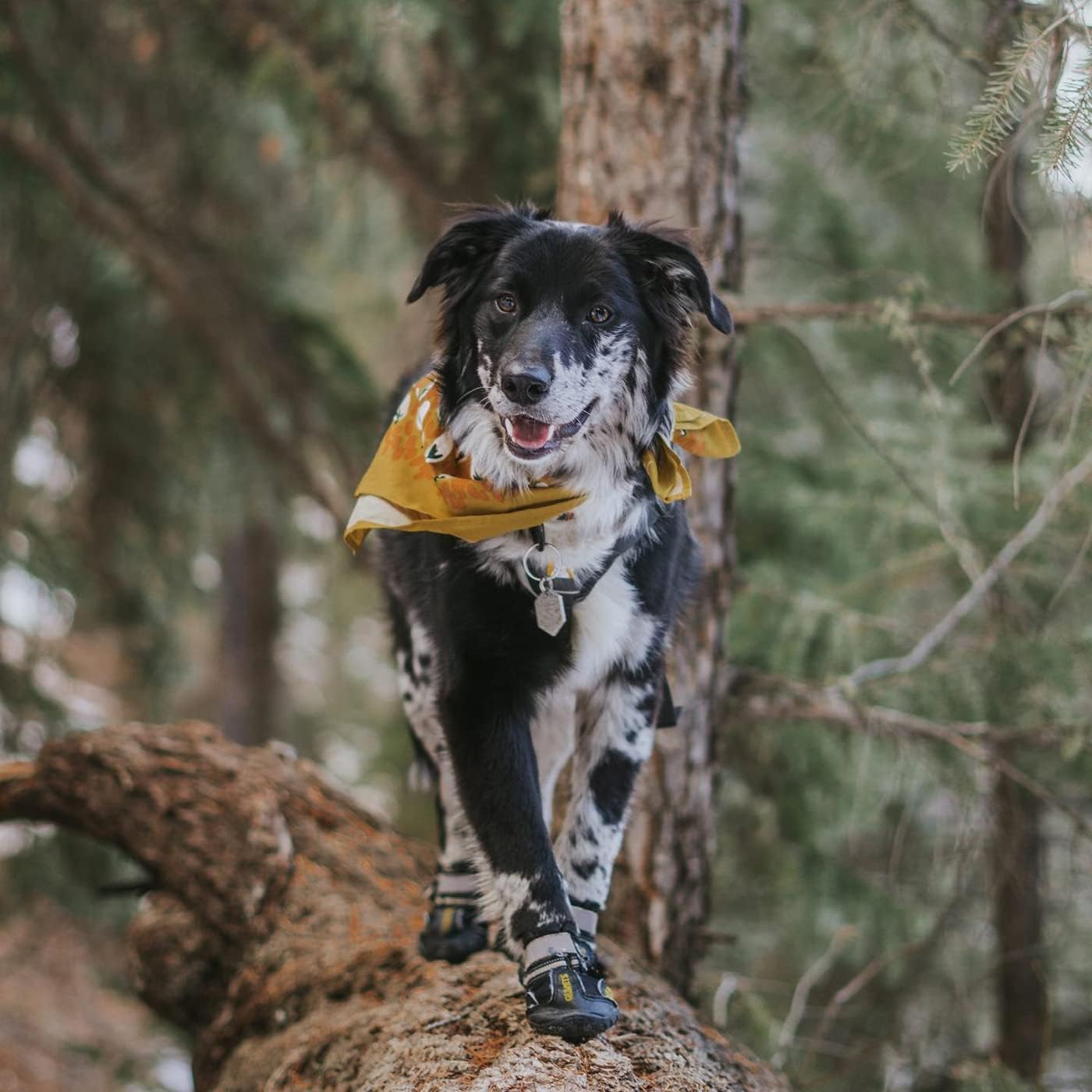 3 Important Tips For Dog's Paws - Lifestyle, Travel, Mugs And Dogs